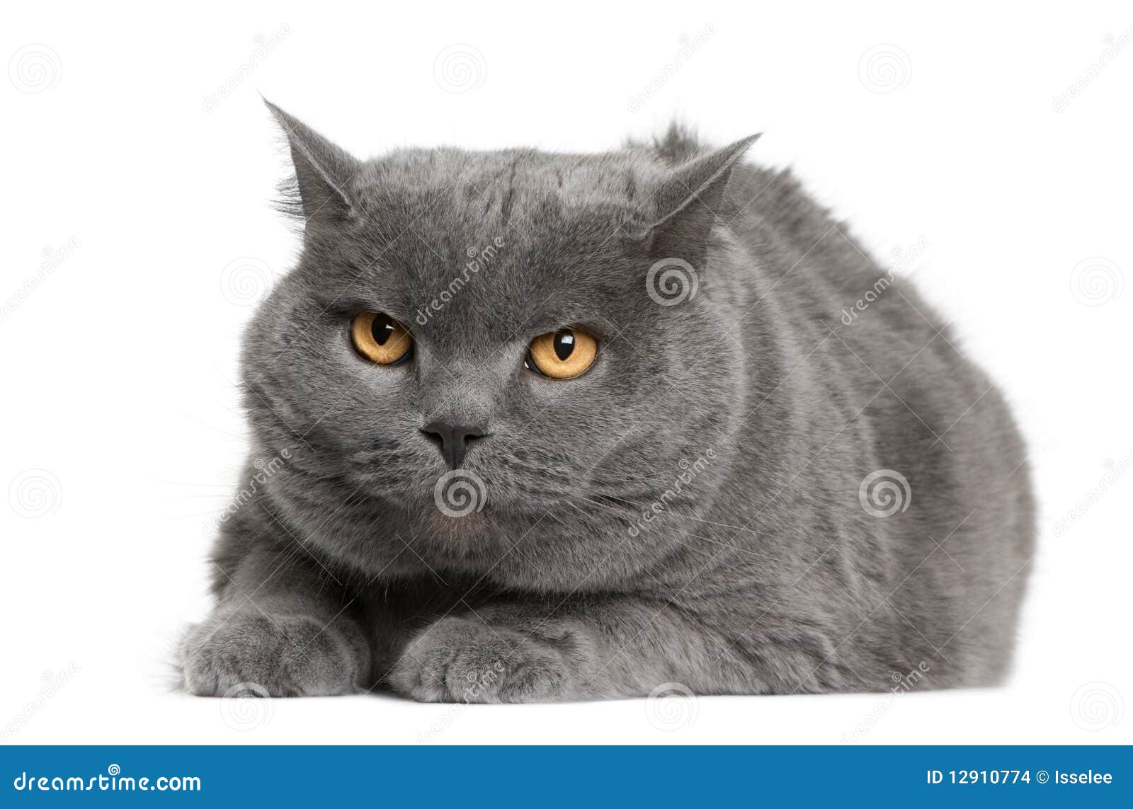 Vue De Face De Chat De Chartreux, Se Couchant Photo stock - Image du ...