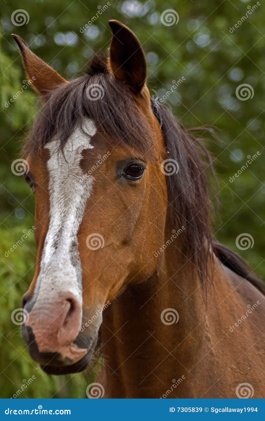 Vue De Face De Cheval De Compartiment Image stock - Image du simple ...