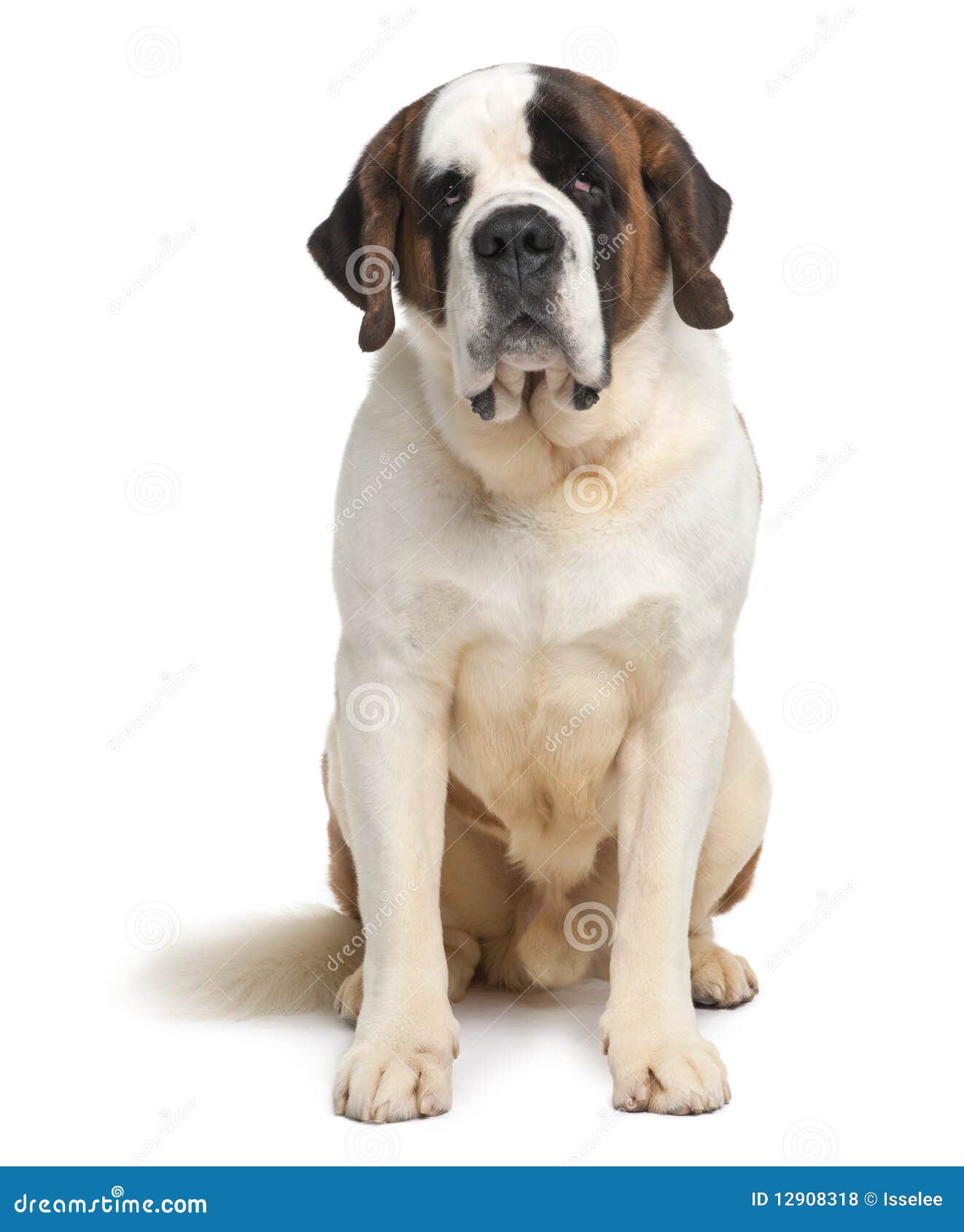 Vue De Face De Saint Bernard, Se Reposant Photo stock - Image du triste ...