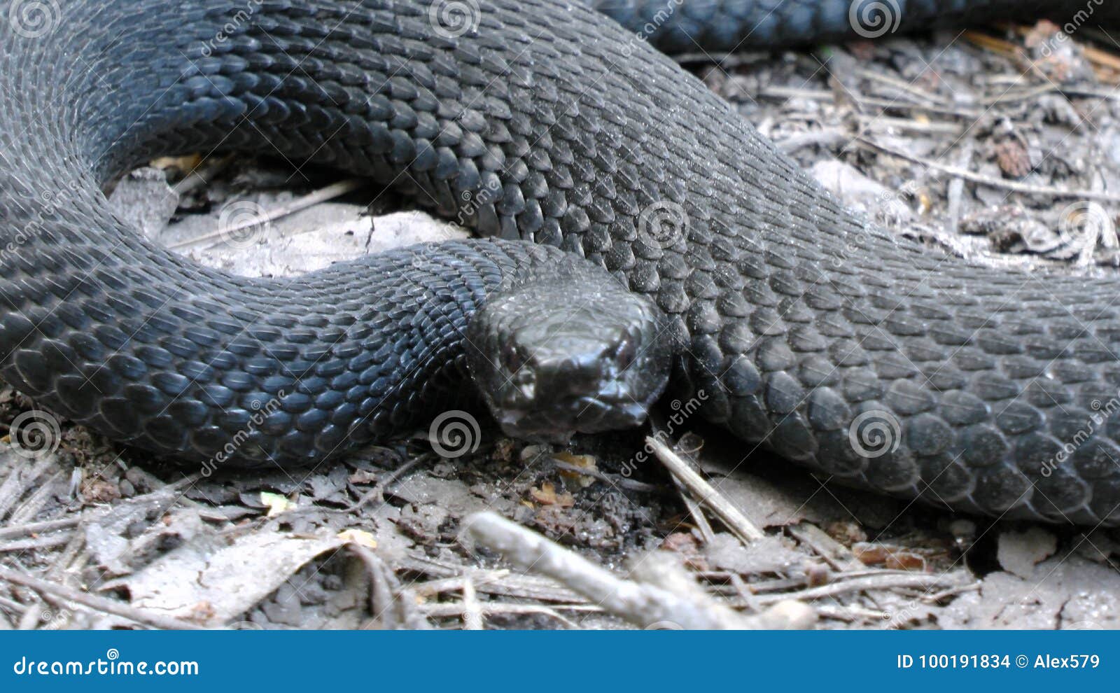 Vue De Face De Serpent De Reptile Photo stock - Image du reptile ...