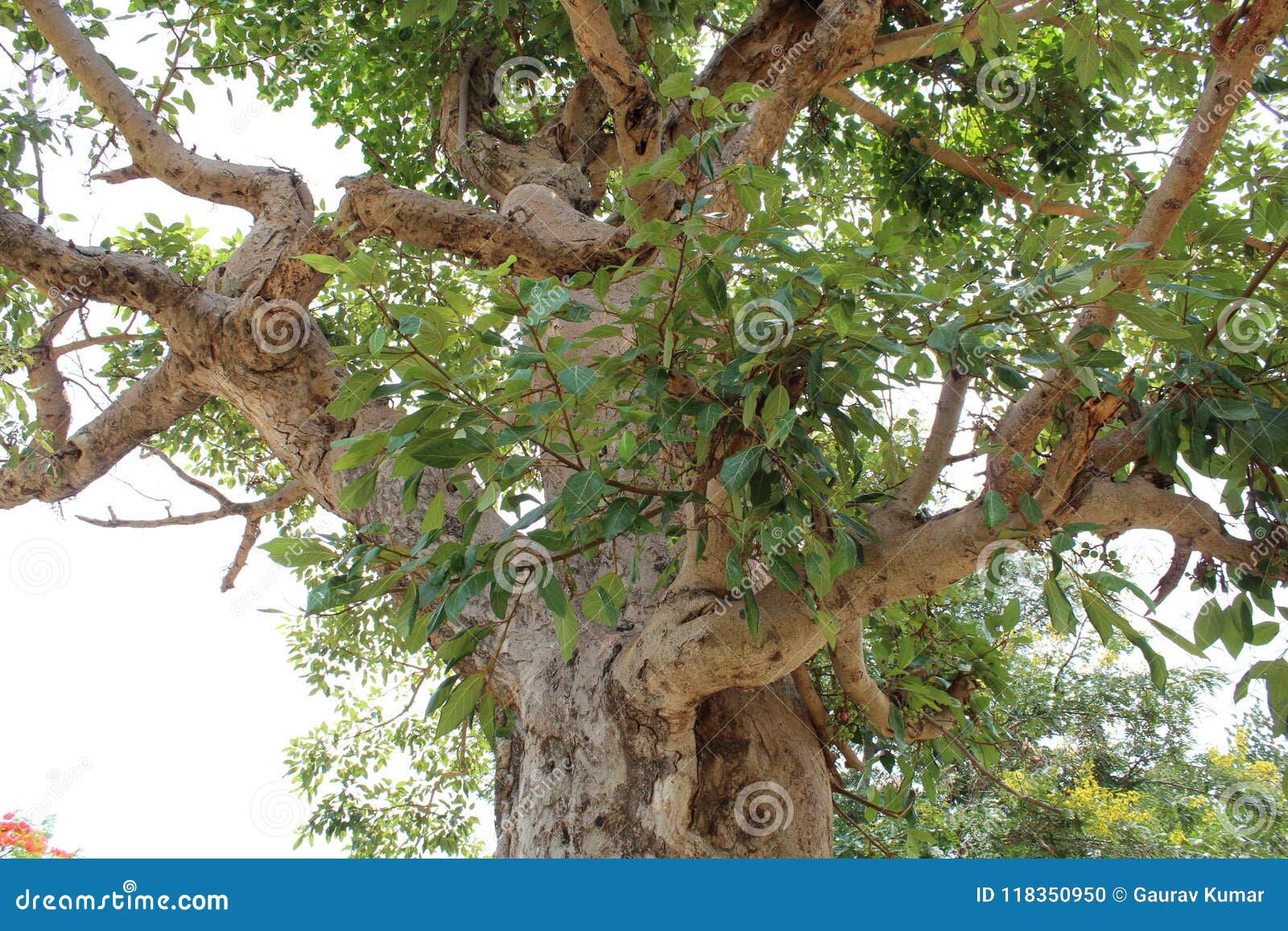 Vue De Fin D'arbre De Gular Photo stock - Image du nature, arbre: 118350950