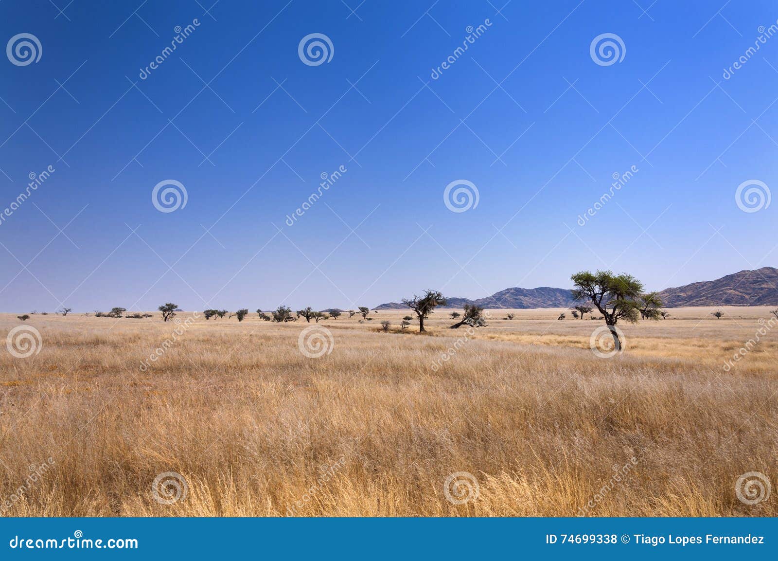 Vue De La Savane En Namibie Photo stock - Image du aride, course: 74699338