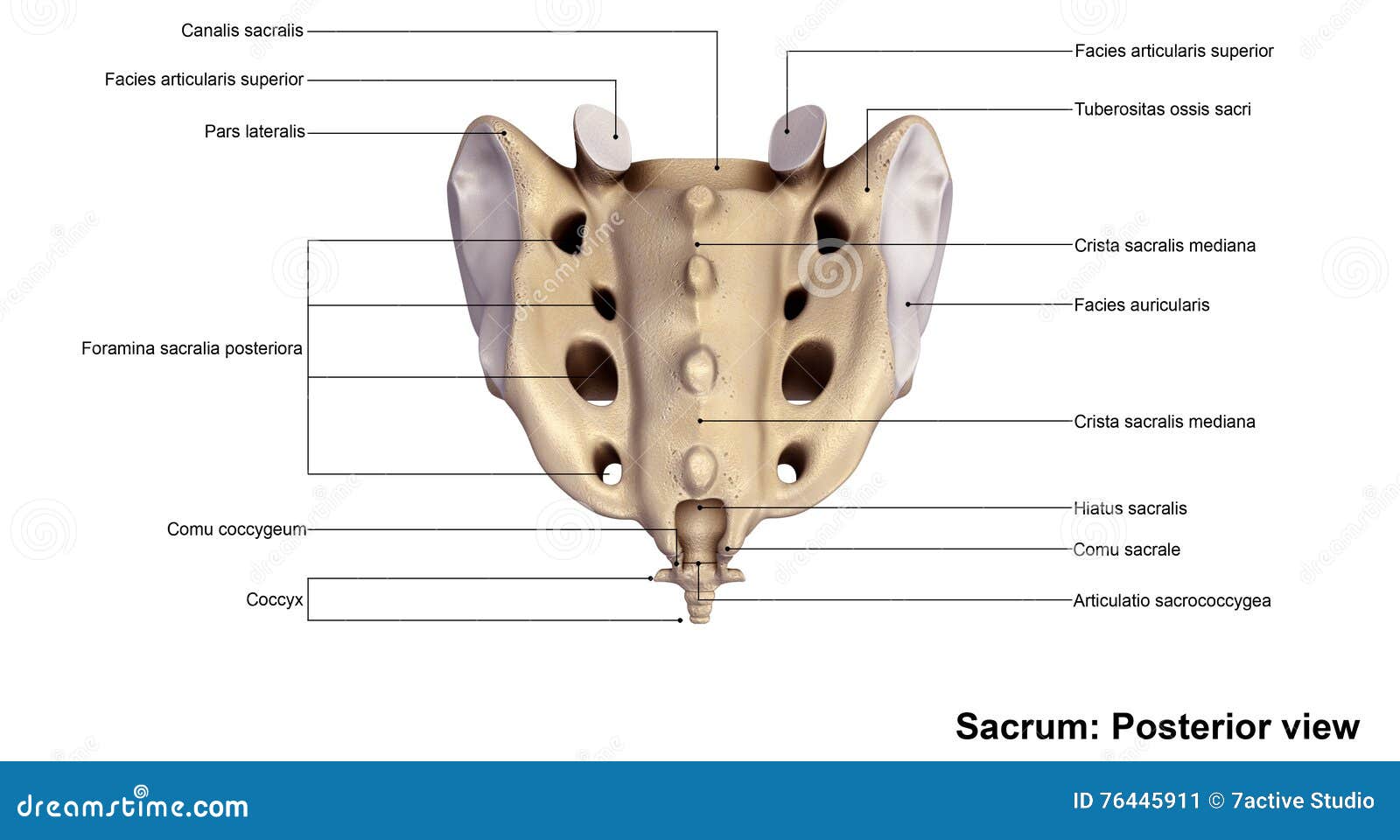 Vue De Postérieur De Sacrum Illustration Stock - Illustration du ...