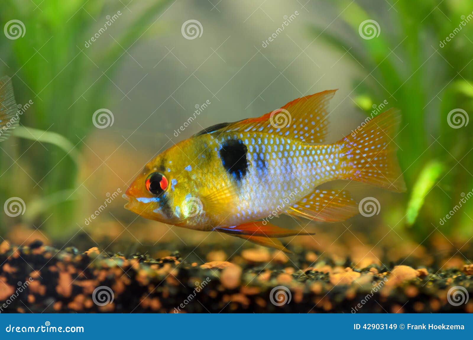 Vue Des Poissons De Ramirezi Image stock - Image du rouge, nature: 42903149