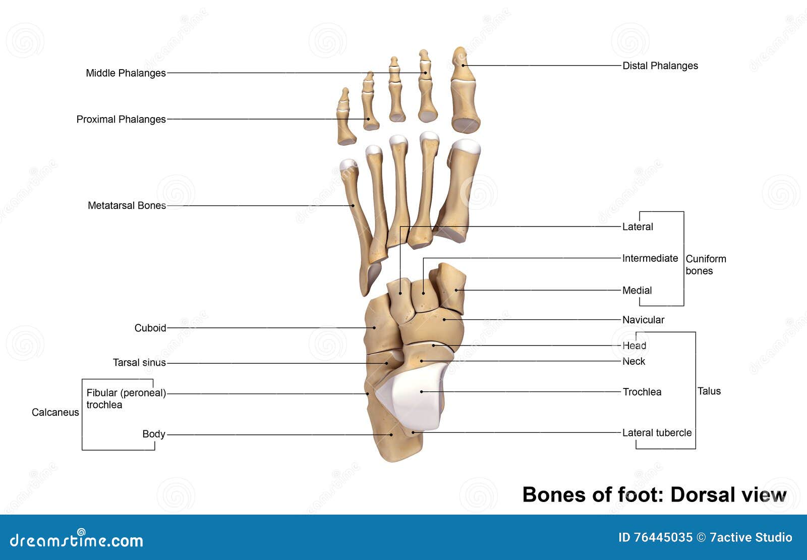 Vue dorsale de pied image stock. Image du squelette, gauche - 76445035