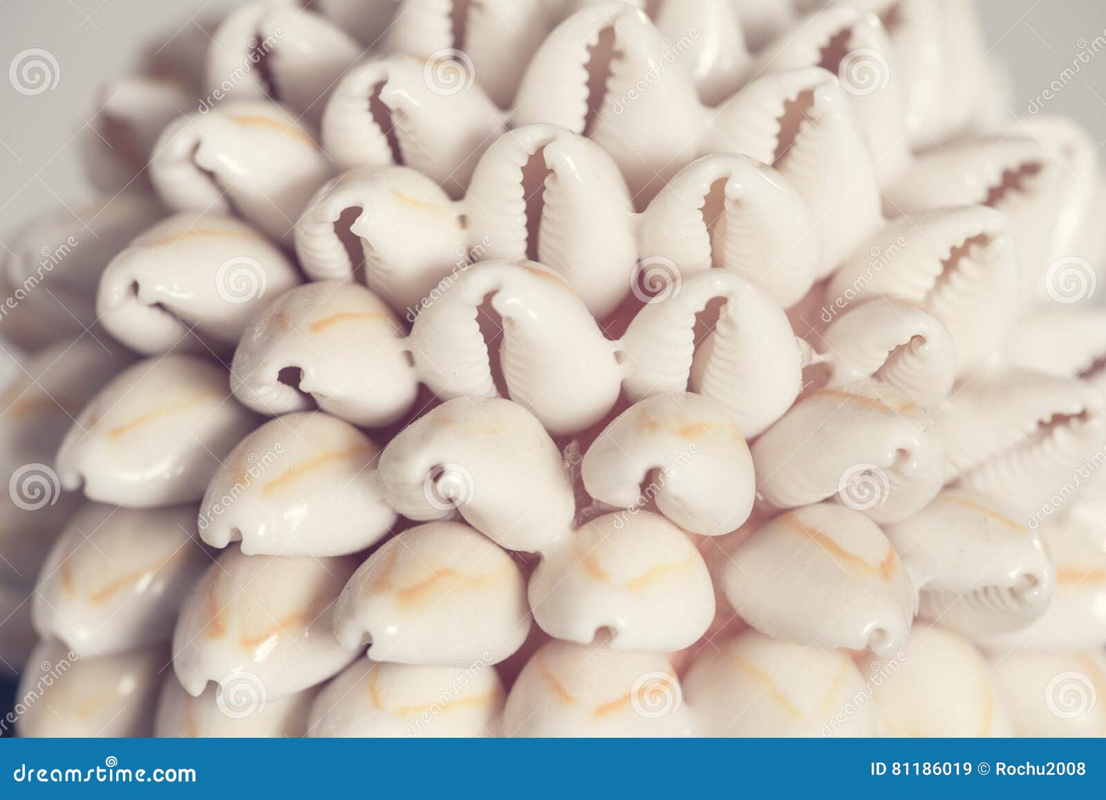 Vue du coquillage/du cauri image stock. Image du cauri - 81186019