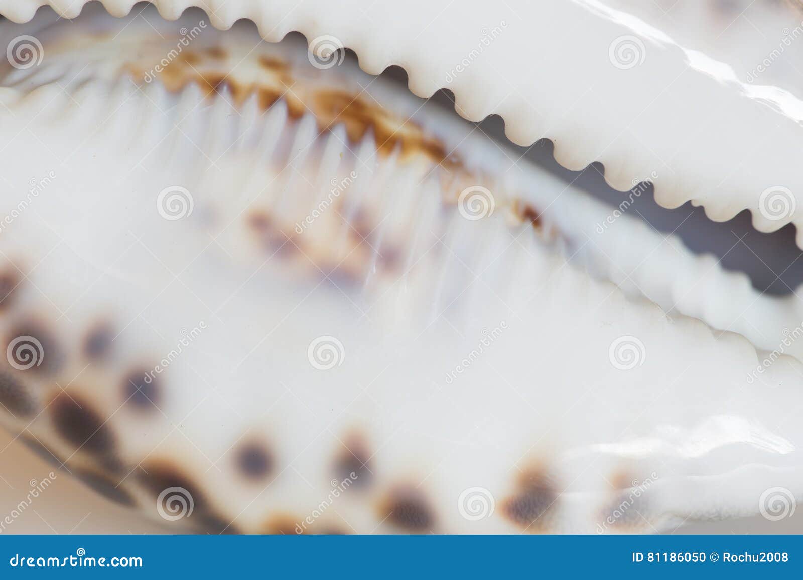 Vue du coquillage/du cauri photo stock. Image du conque - 81186050