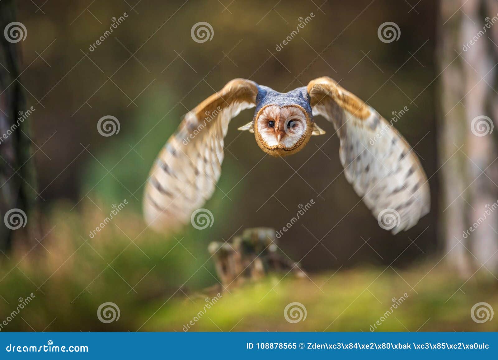 Vuelo De La Lechuza Común En Bosque Imagen de archivo - Imagen de fauna ...