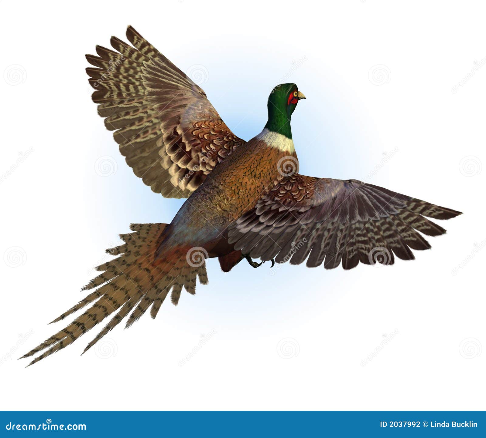 Faisan Ilustraciones Stock, Vectores, Y Clipart – (2,585 Ilustraciones ...