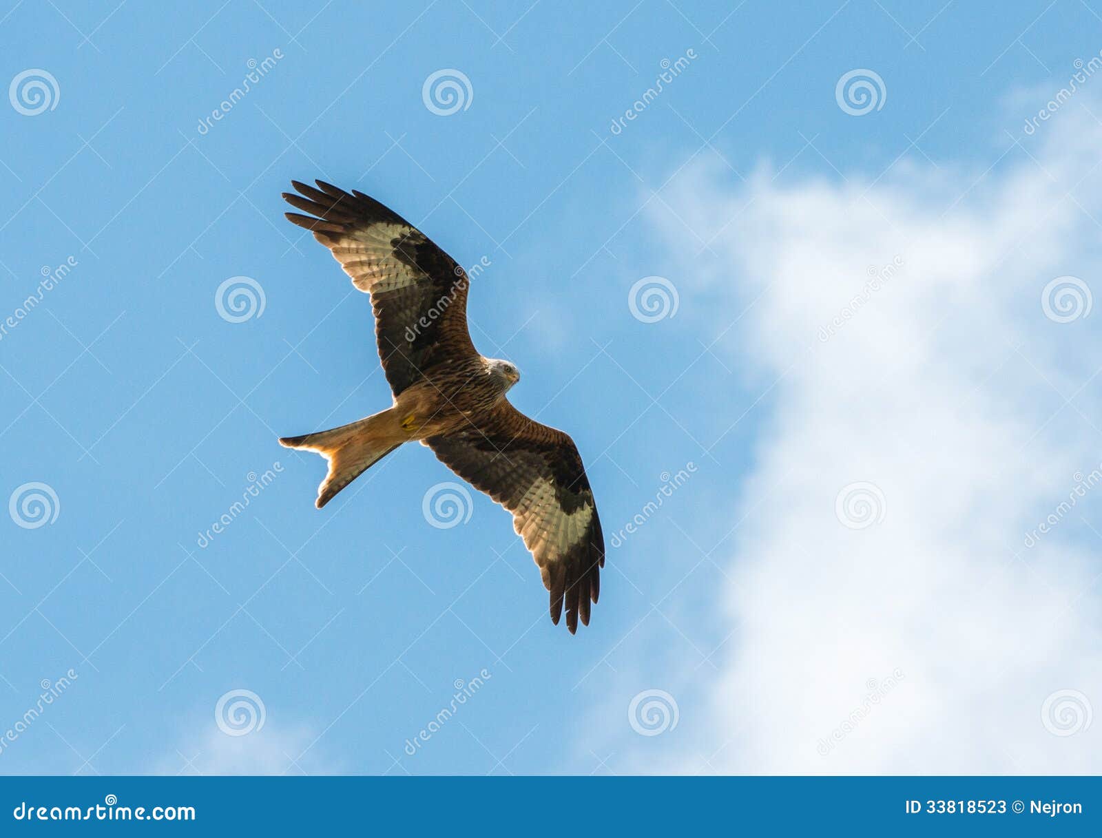 Vuelo del halcón imagen de archivo. Imagen de rapaces - 33818523