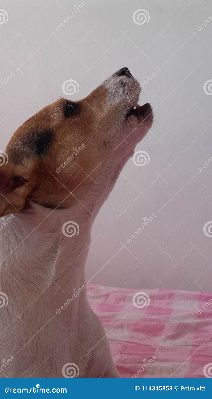 Vueltas del perro foto de archivo. Imagen de mascota - 114345858