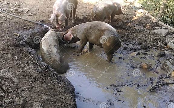 Vuile varkens in modder stock foto. Image of varkensvlees - 84835802