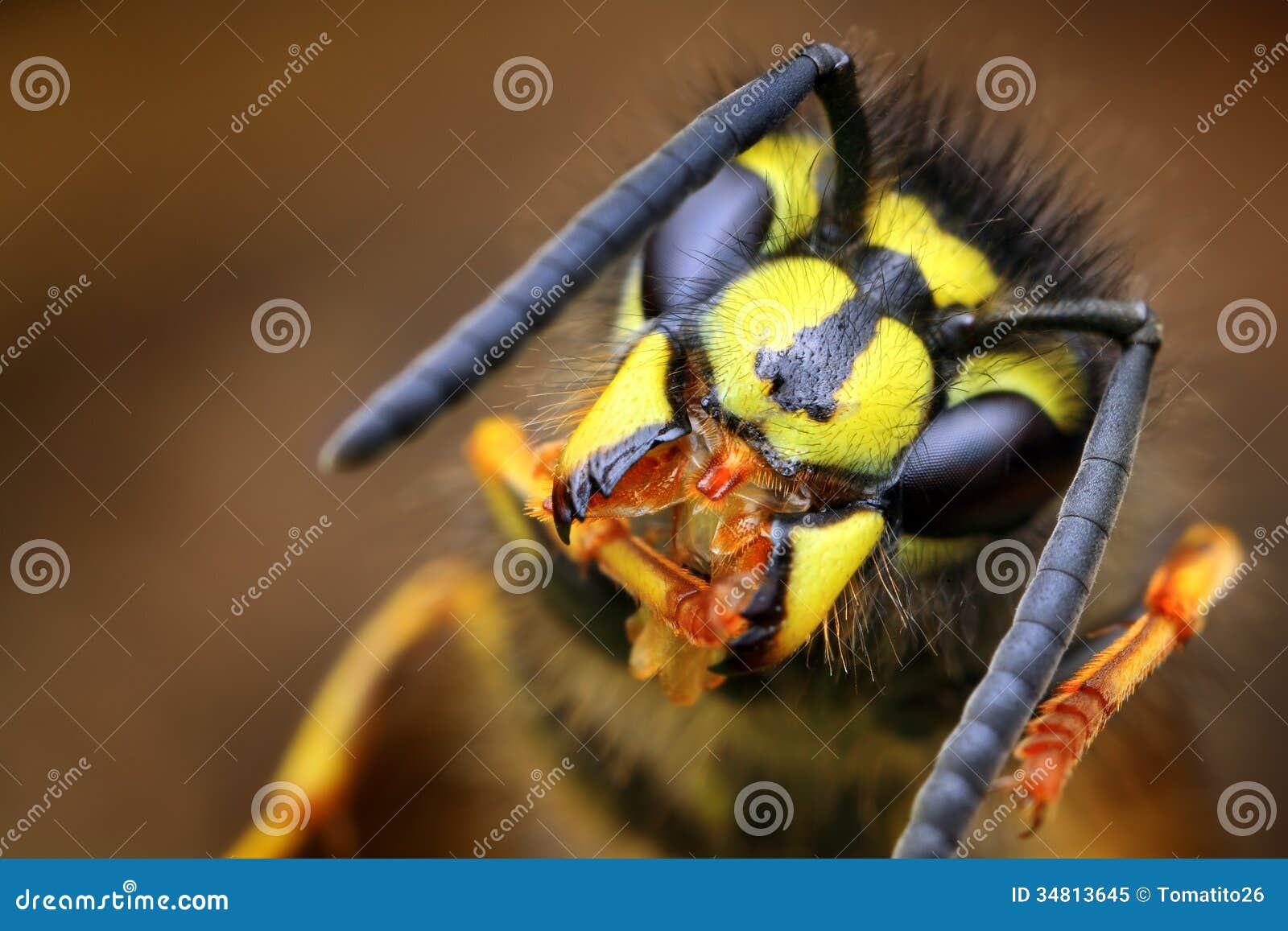 Vulgaris Close-up Van Wesp Vespula Stock Afbeelding - Image of gebied ...