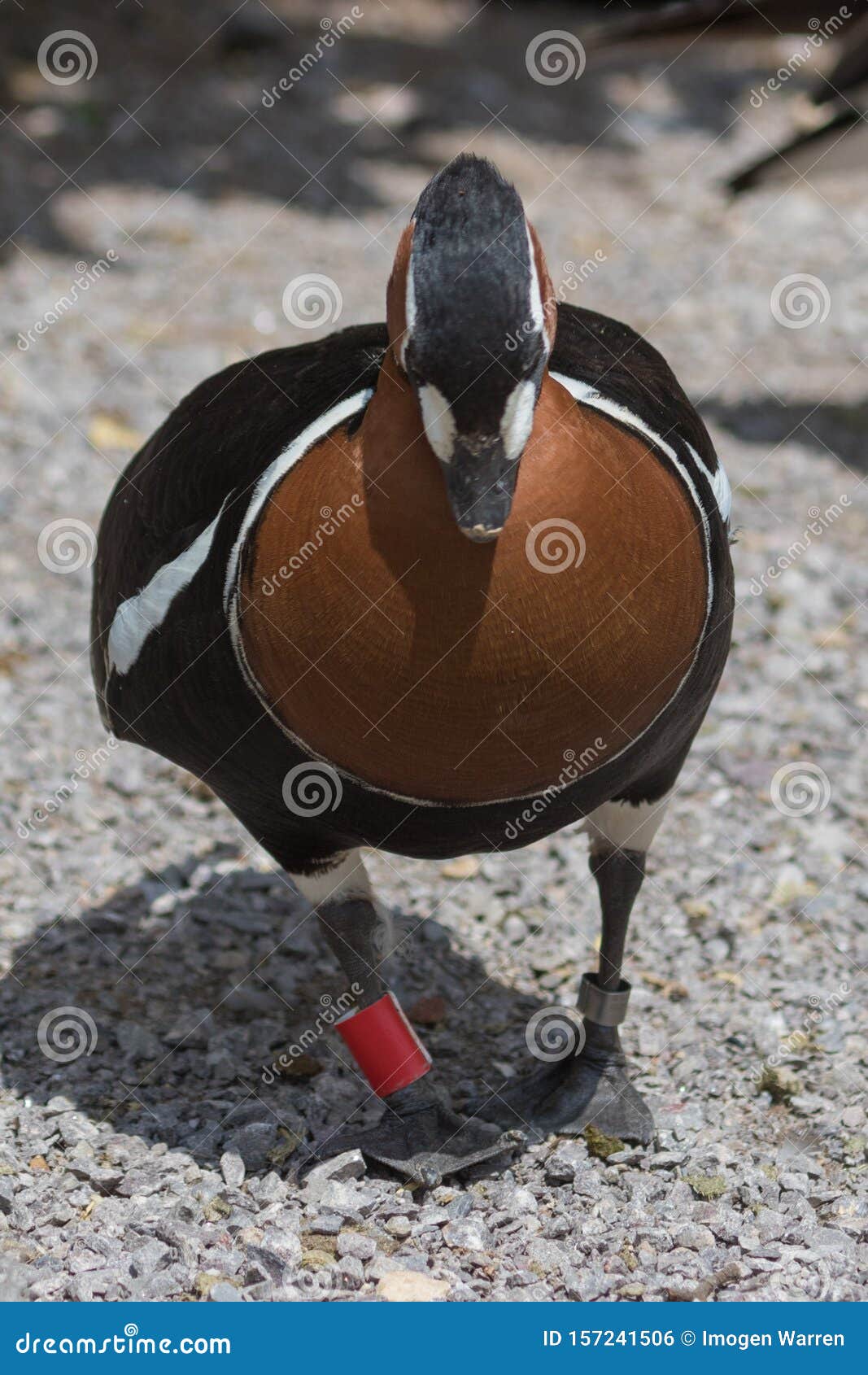 Red Breasted Goose in Eurasia Stock Photo - Image of feather, colorful ...