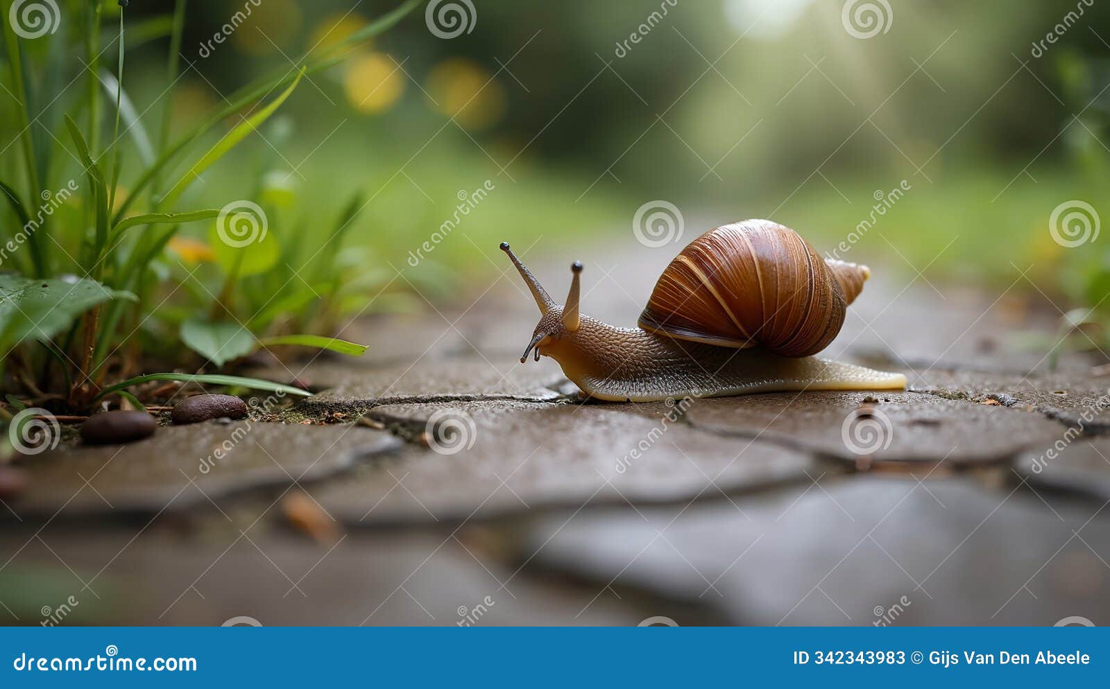 Vulnerable Snail Crossing Garden Path Symbolic of Acceptance Stock ...