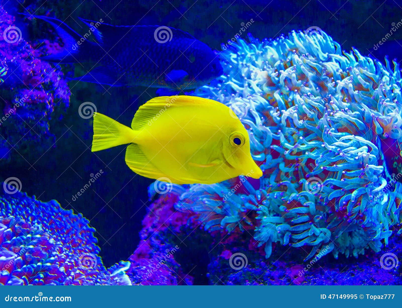 Vulpe de mare stock image. Imagine din acvatic, ocean - 47149995