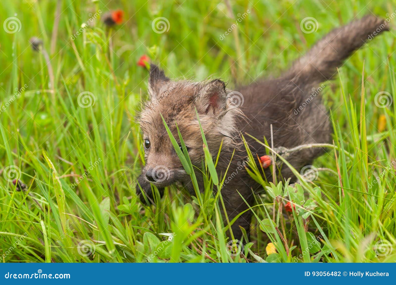 Vulpes Kit Creeps through Grass Do Vulpes Do Fox Vermelho Foto de Stock ...