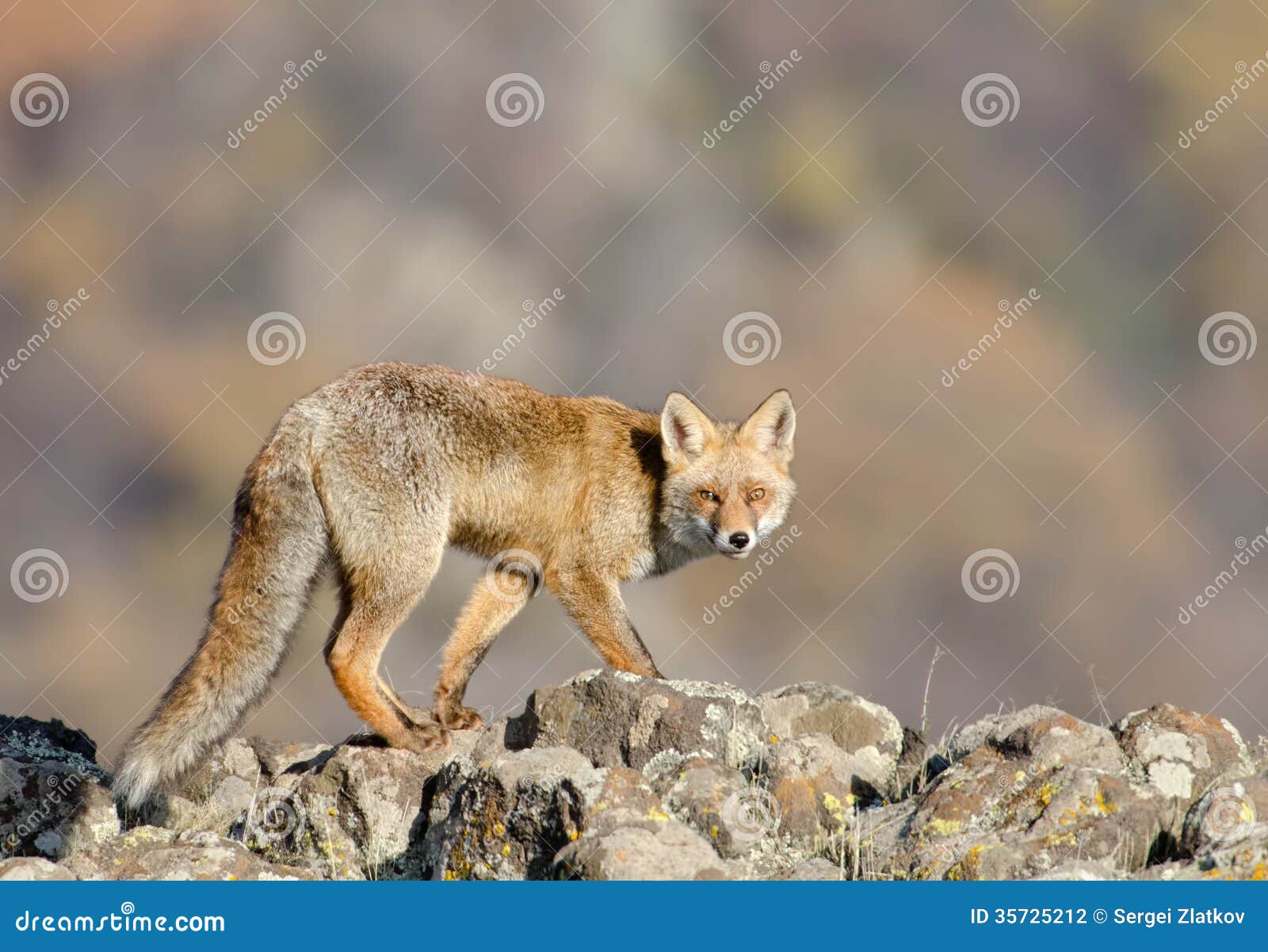 Vulpes vulpes stock photo. Image of headshot, predator - 35725212