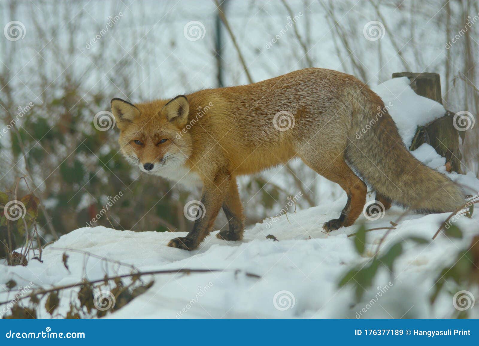 Vulpes vulpes - Red fox stock image. Image of vulpes - 176377189