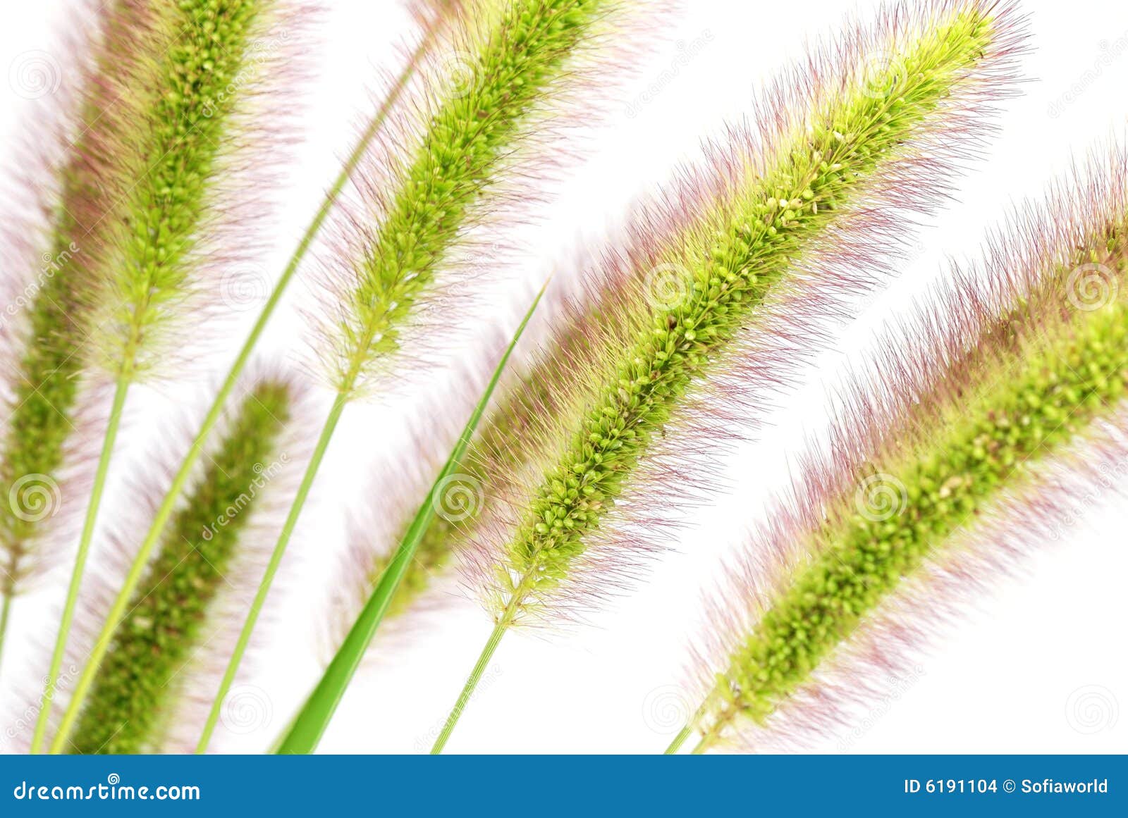 Vulpin photo stock. Image du vert, fond, vulpin, forêt - 6191104