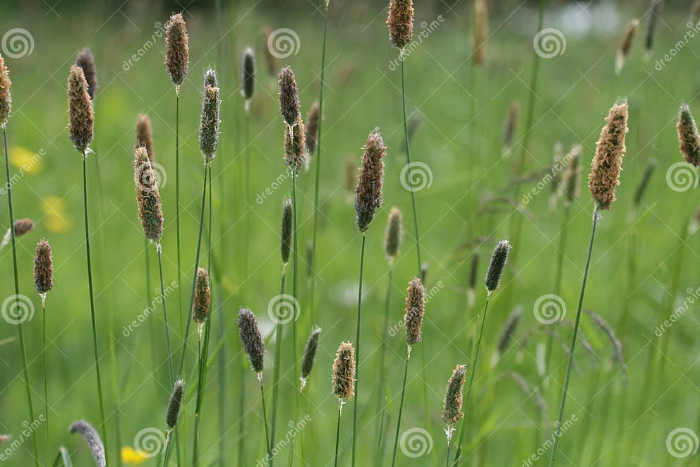 Vulpin des prés photo stock. Image du nature, vulpin, vert - 6338600