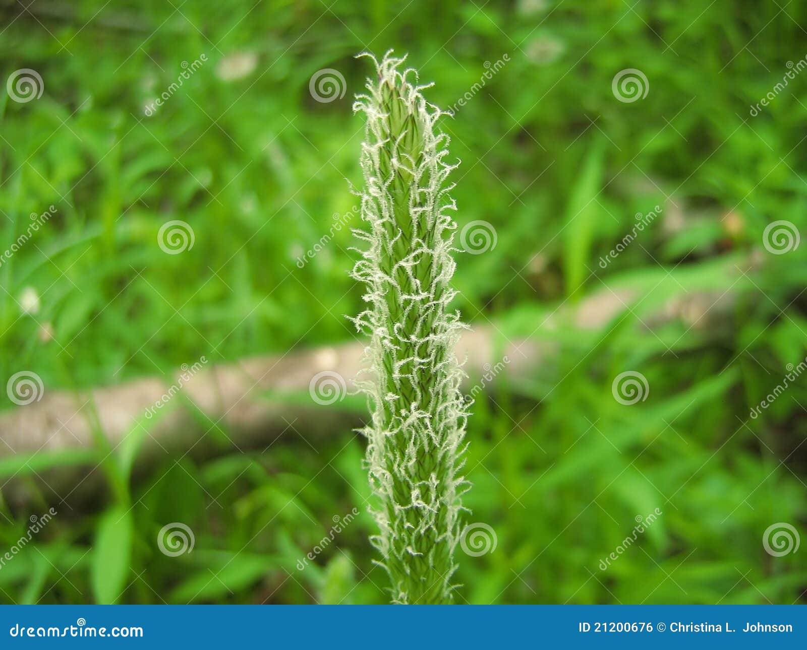Vulpin Des Prés (pratensis D'Alopecurus) Photo stock - Image du prairie ...