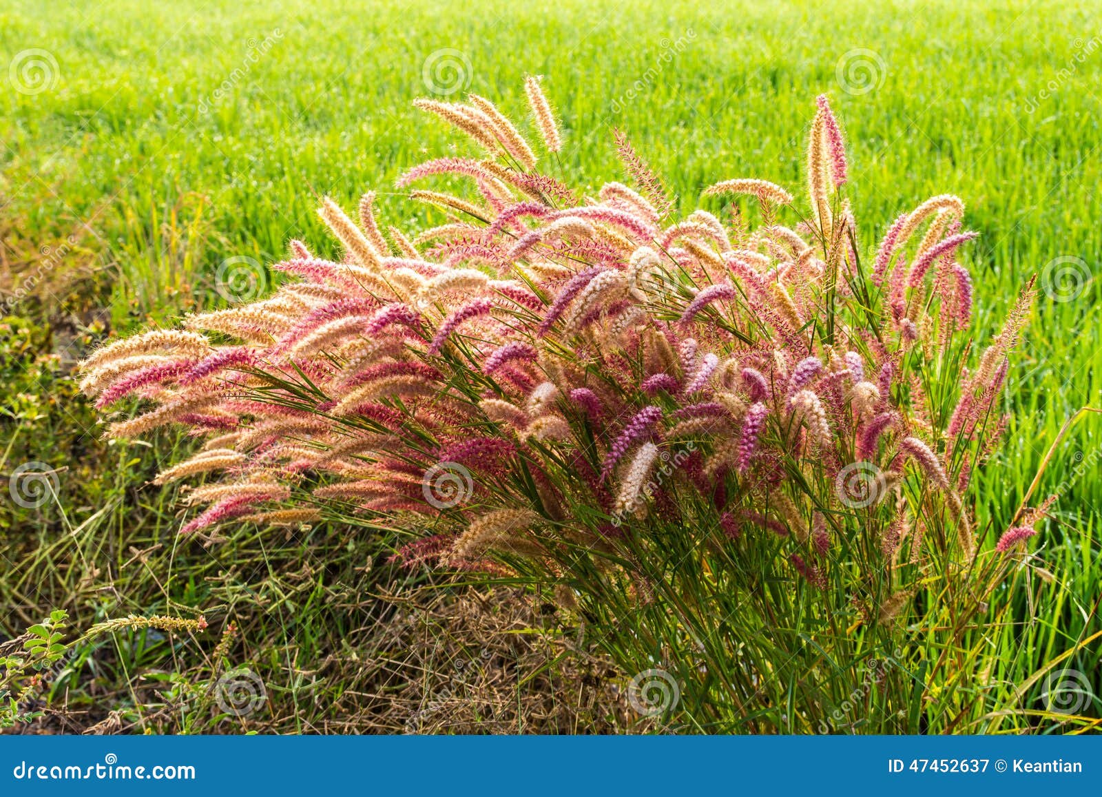 Vulpin, geniculata image stock. Image du pays, zone, lumière - 47452637
