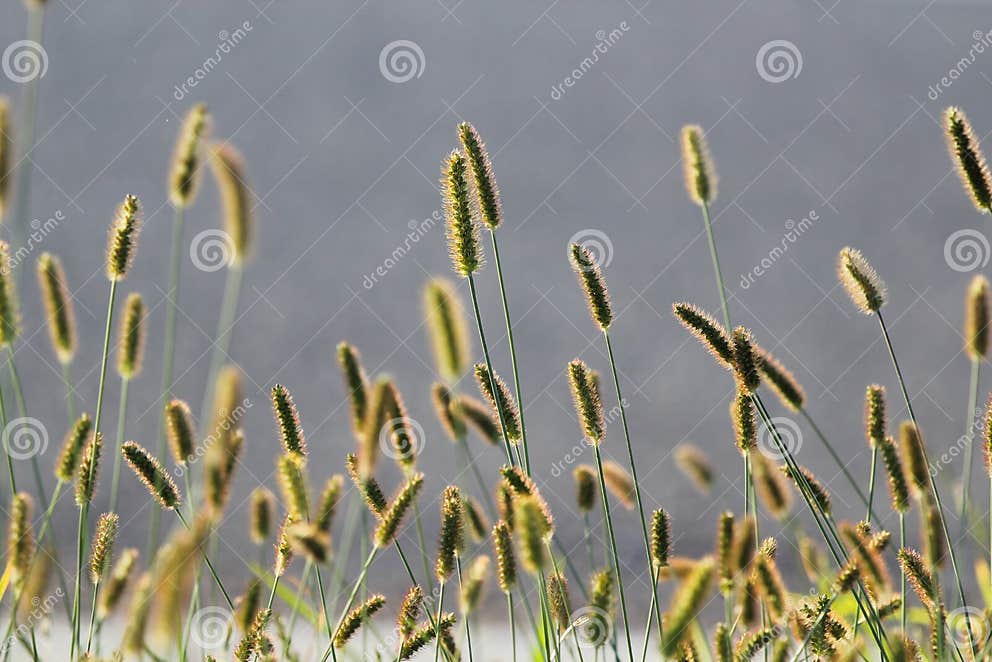 Vulpin jaune image stock. Image du vulpin, zone, herbe - 36299453