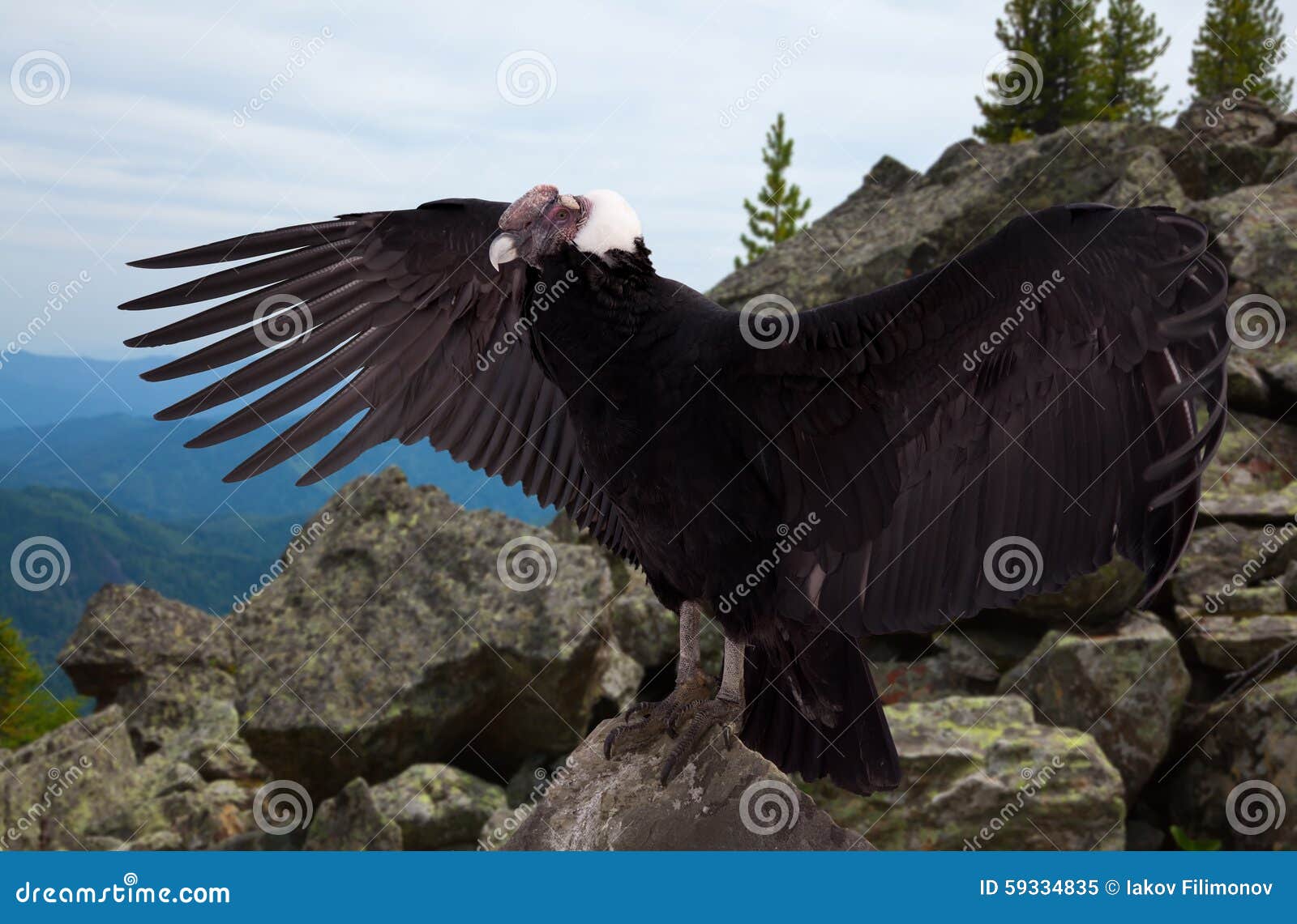 Vultur Gryphus in Wildness Area Stock Image - Image of gryphus, condor ...