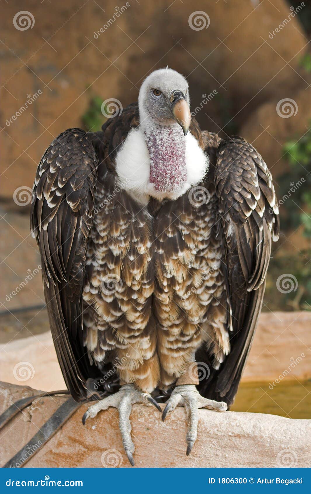 Vulture stock photo. Image of looking, wings, bird, wild - 1806300