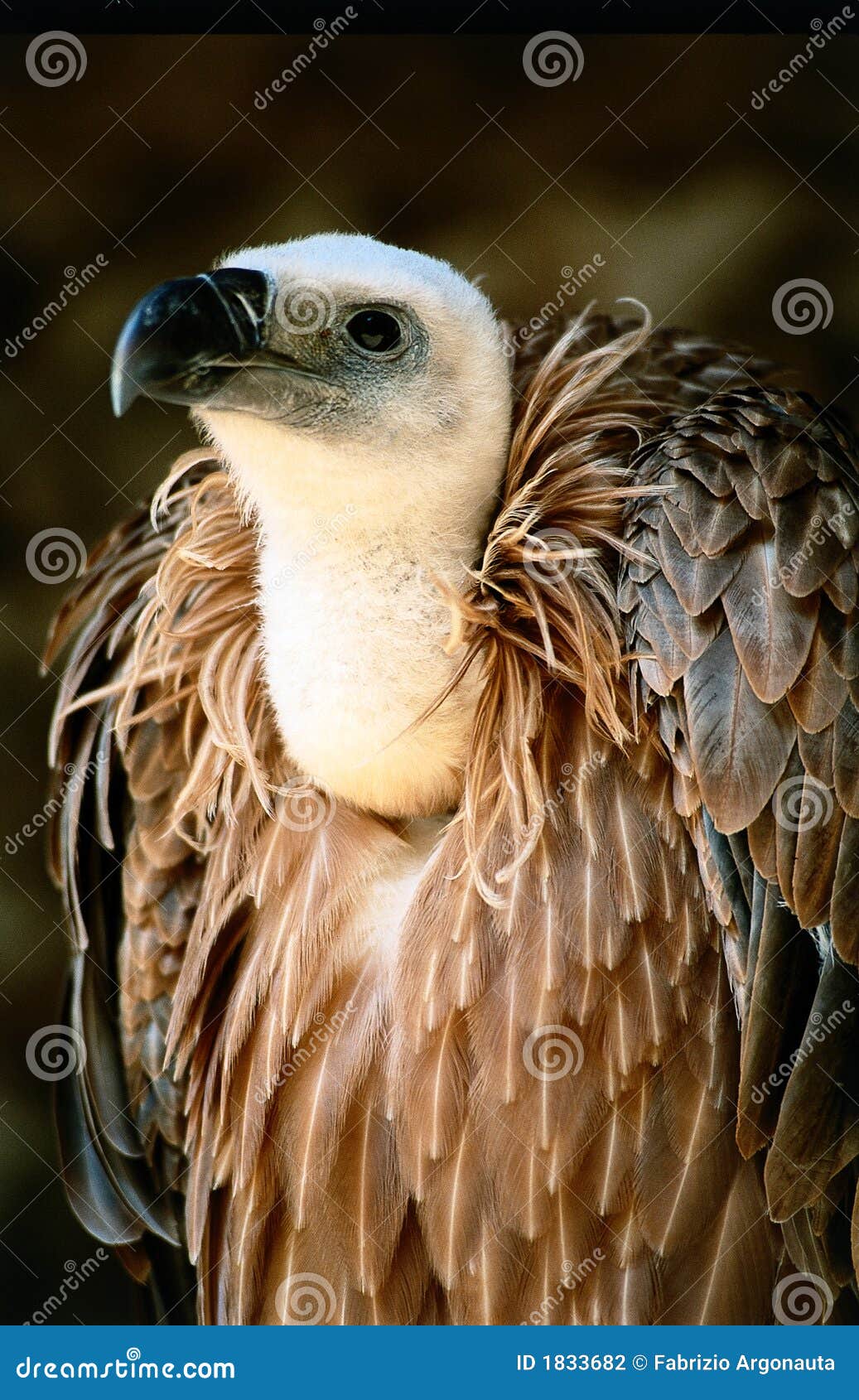 Vulture stock photo. Image of greedy, greed, bird, predacity - 1833682