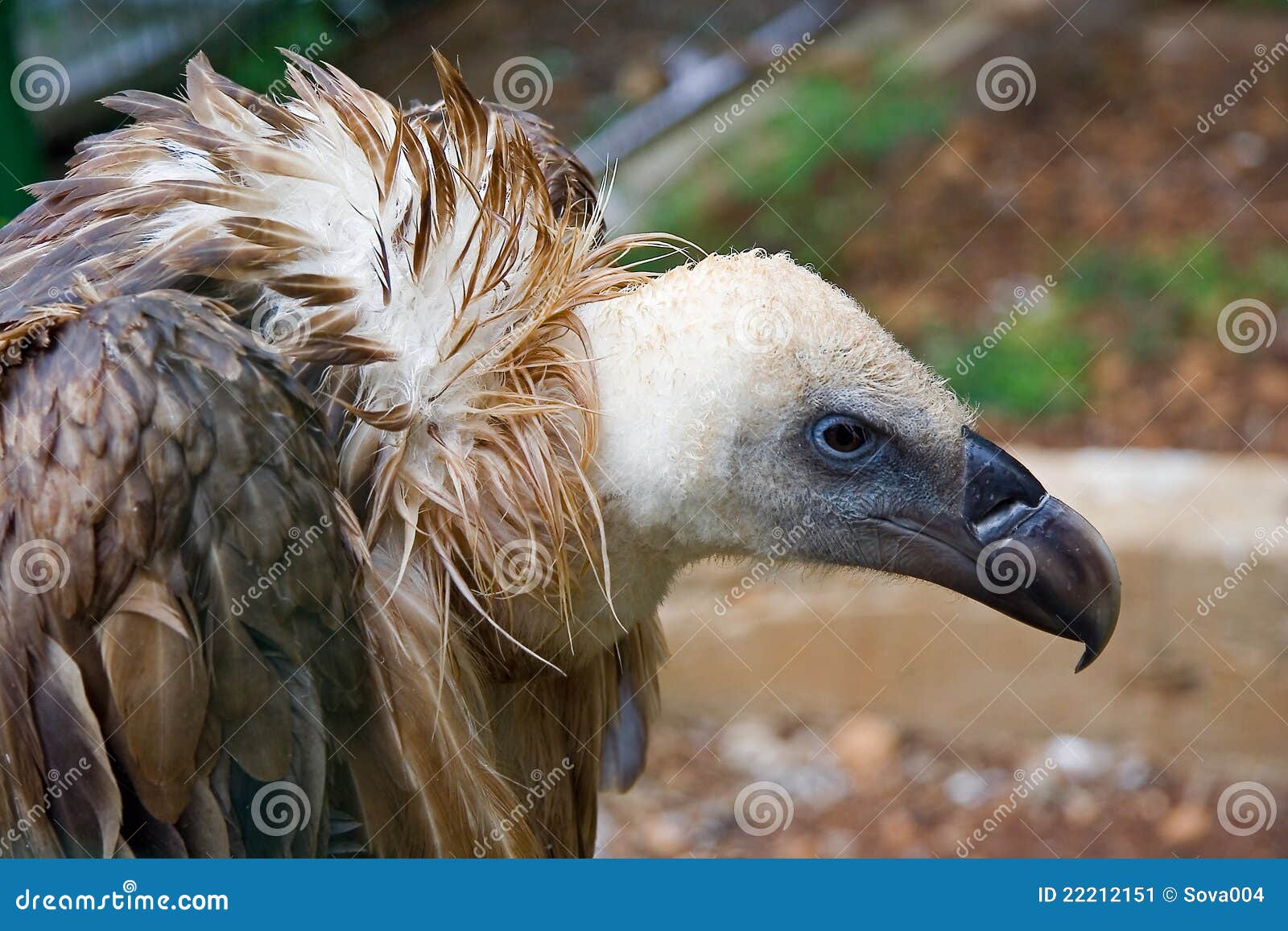 Vulture stock image. Image of brown, vulture, closeup - 22212151