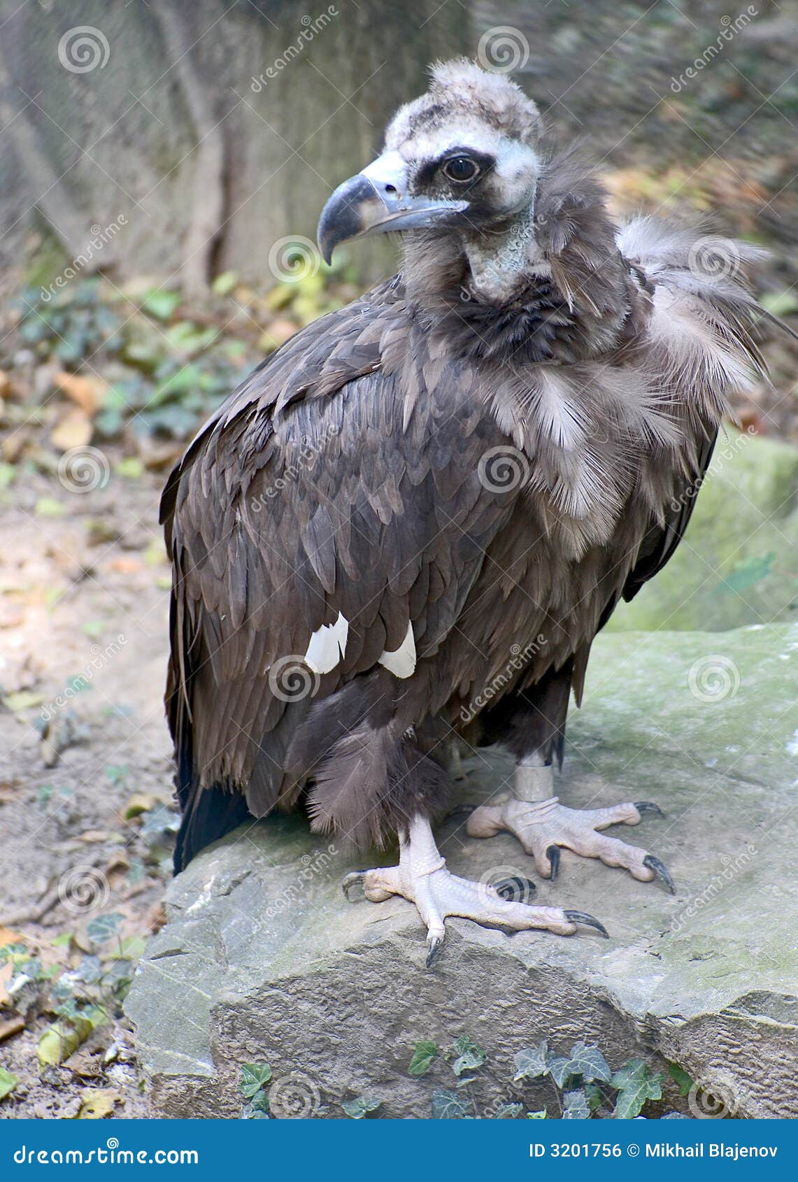 Vulture 3 stock photo. Image of ecology, cleaning, ugly - 3201756