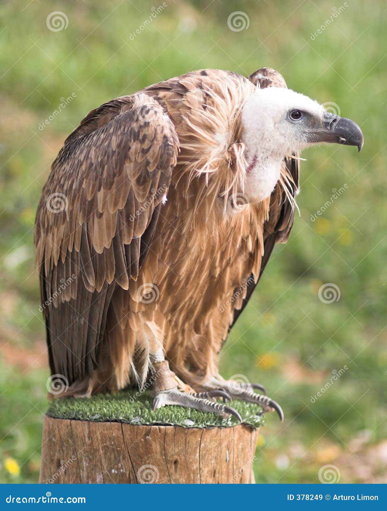 Vulture stock image. Image of buitre, birds, vulture, feathers - 378249
