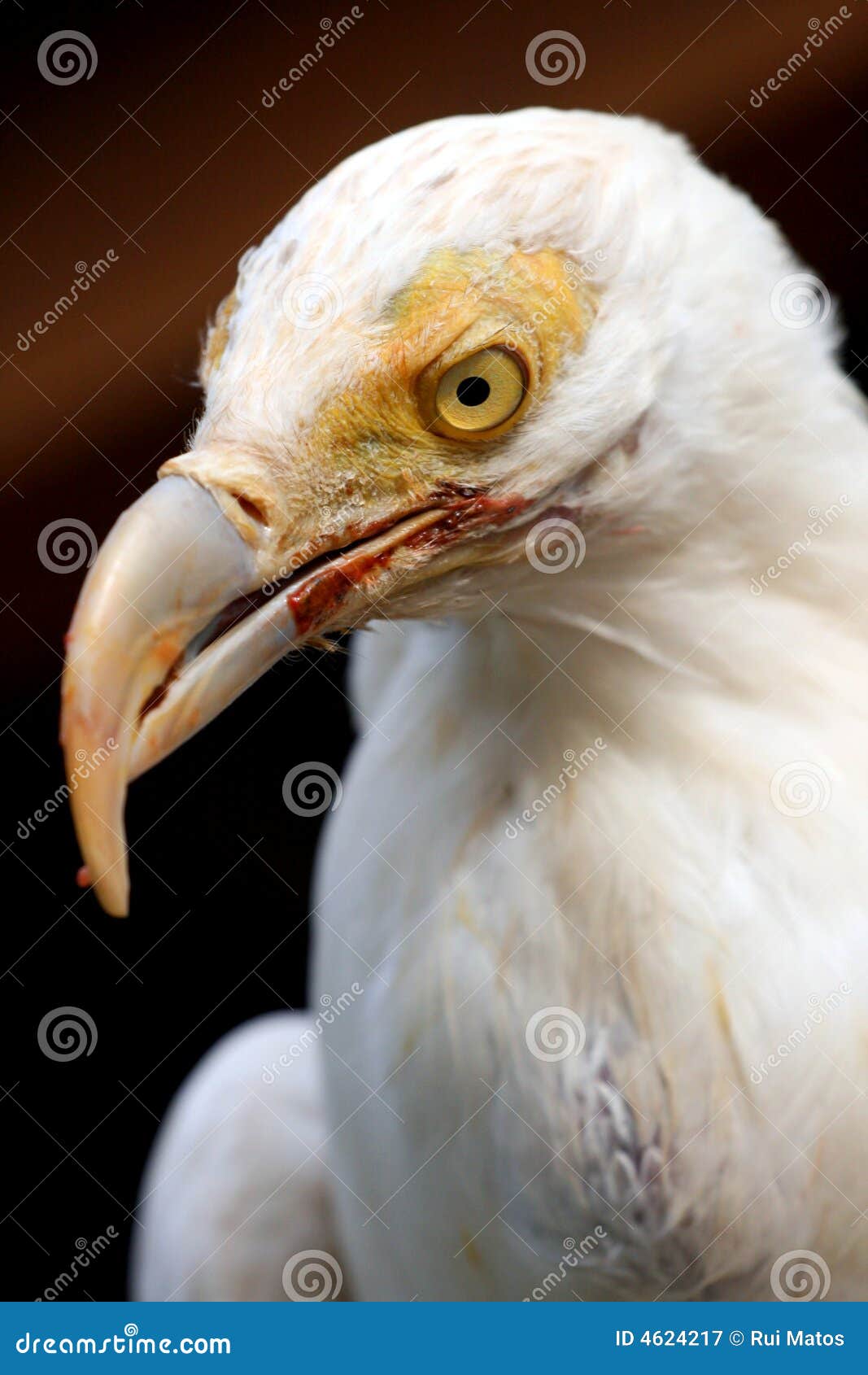 White vulture stock image. Image of impressive, wild, predator - 4624217