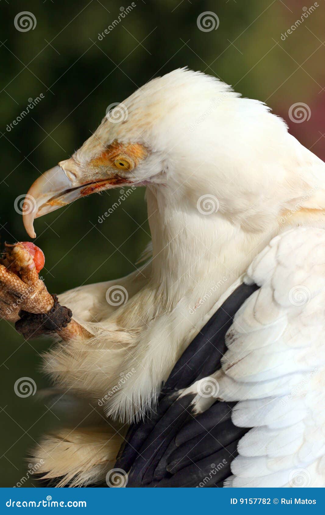 Vulture stock photo. Image of raptor, beak, eating, closeup - 9157782