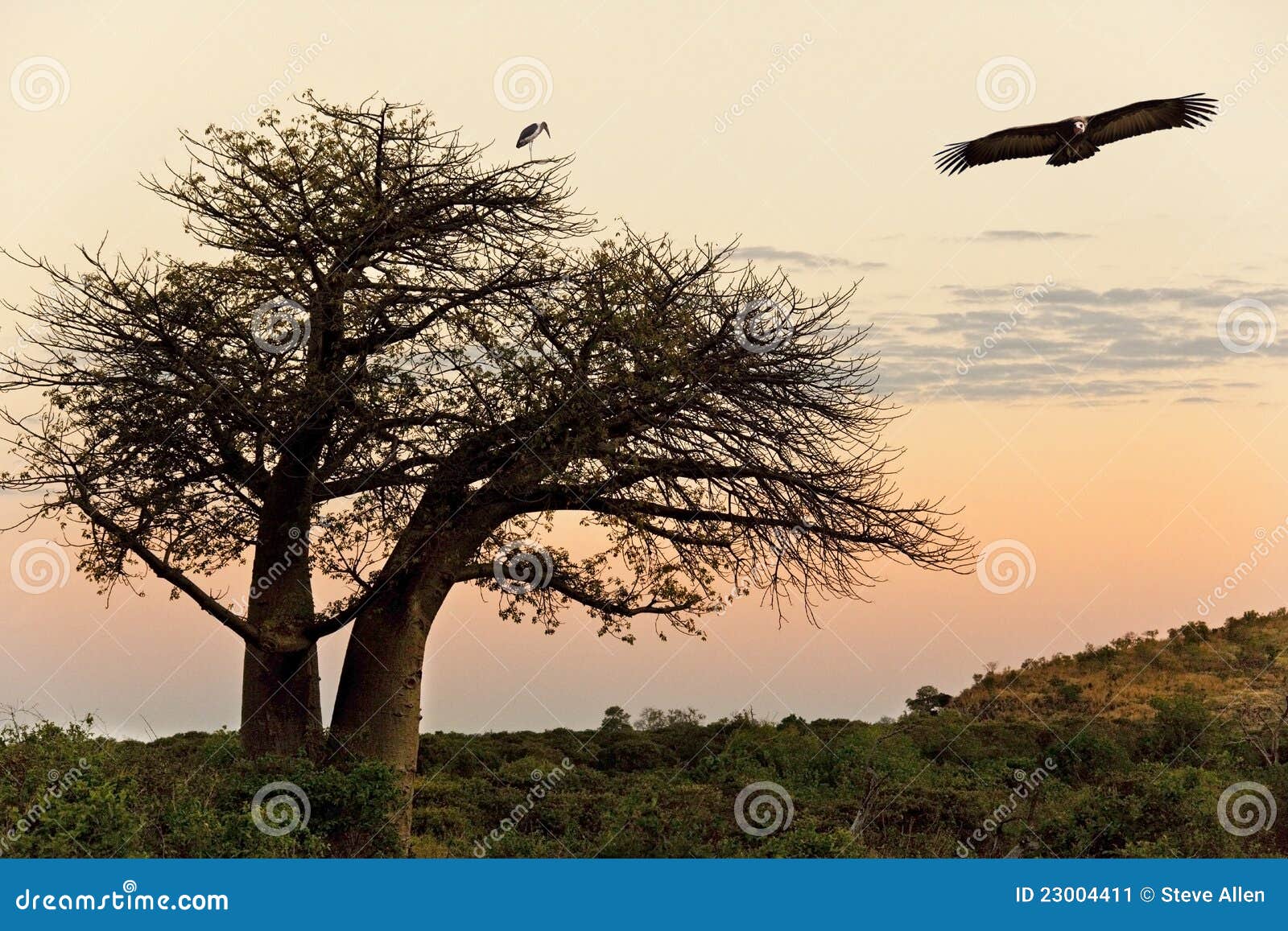 Vulture - Baobab Tree - Savuti - Botswana Stock Image - Image of ...