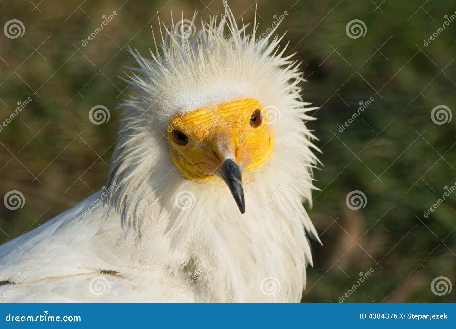 Vulture bird stock photo. Image of carnivore, bird, closeup - 4384376