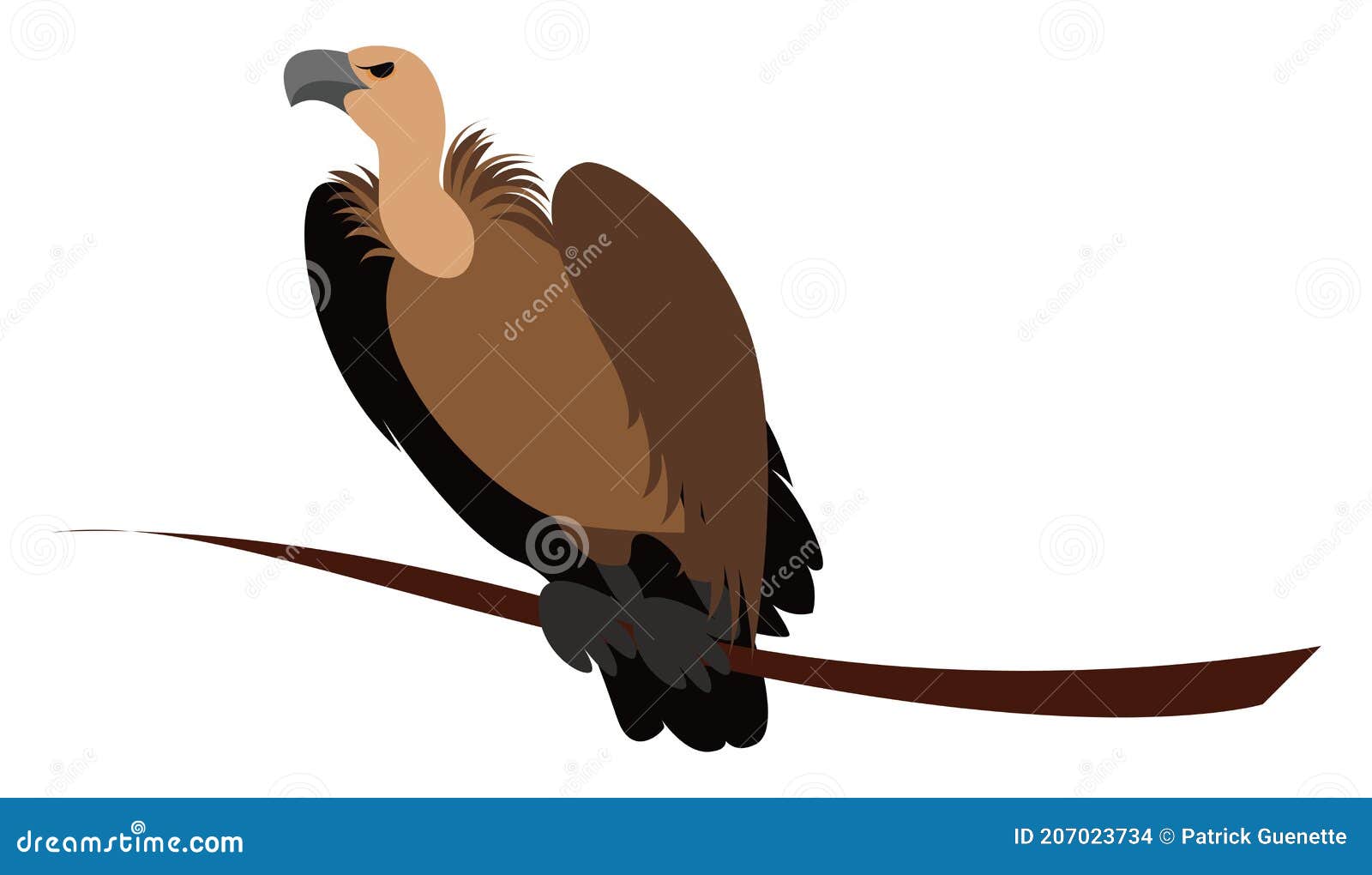 Vulture Bird, Illustration, Vector Stock Vector - Illustration of ...
