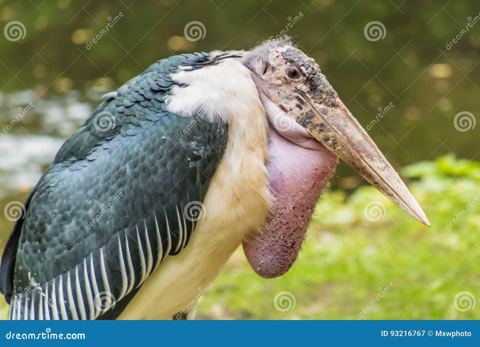 Vulture Bird Ugly Skin Resting on Ground Stock Image - Image of africa ...