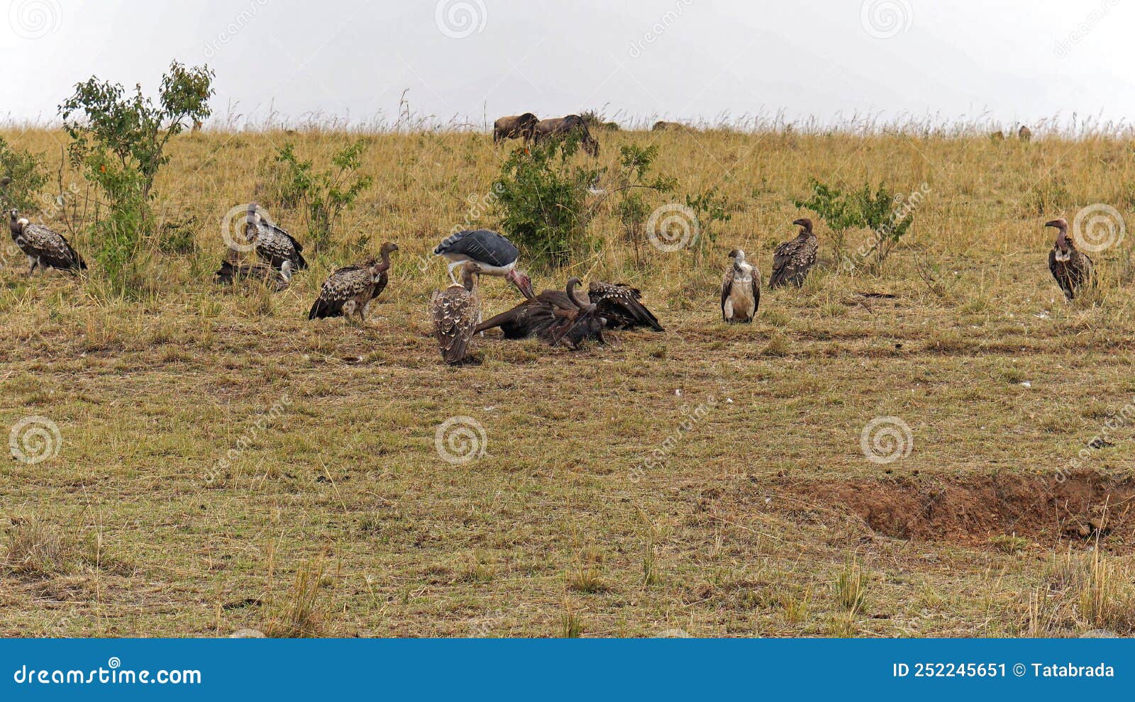 Vulture birds carcass stock image. Image of prey, nature - 252245651