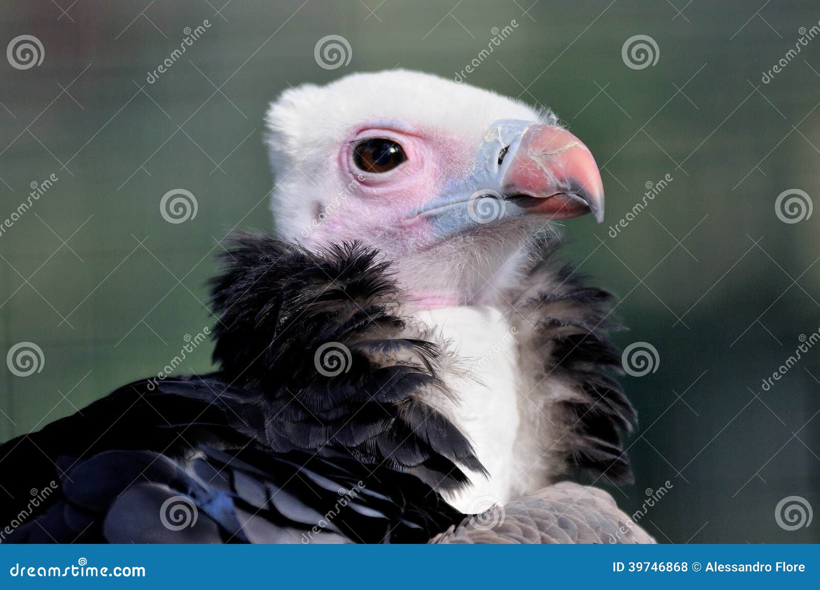 Vulture stock photo. Image of rapacious, close, animal - 39746868