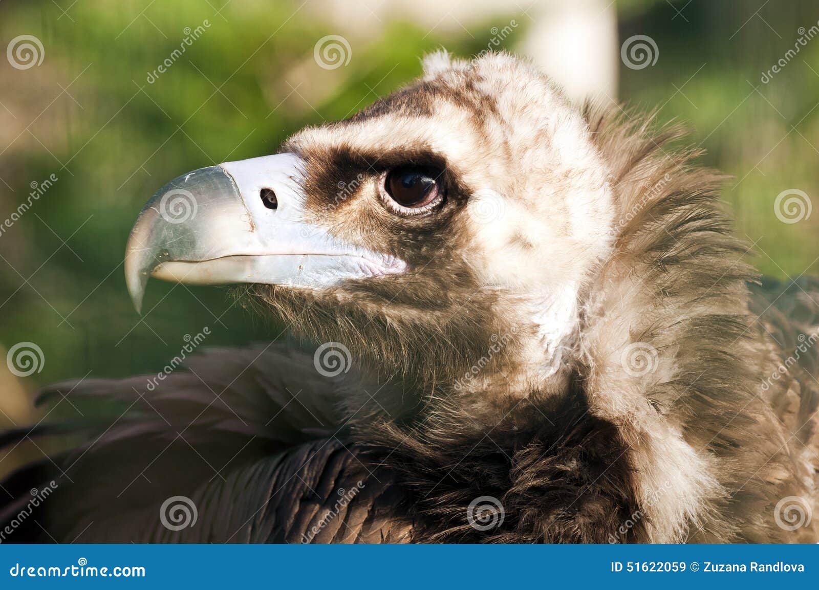Vulture stock image. Image of animal, profile, closeup - 51622059