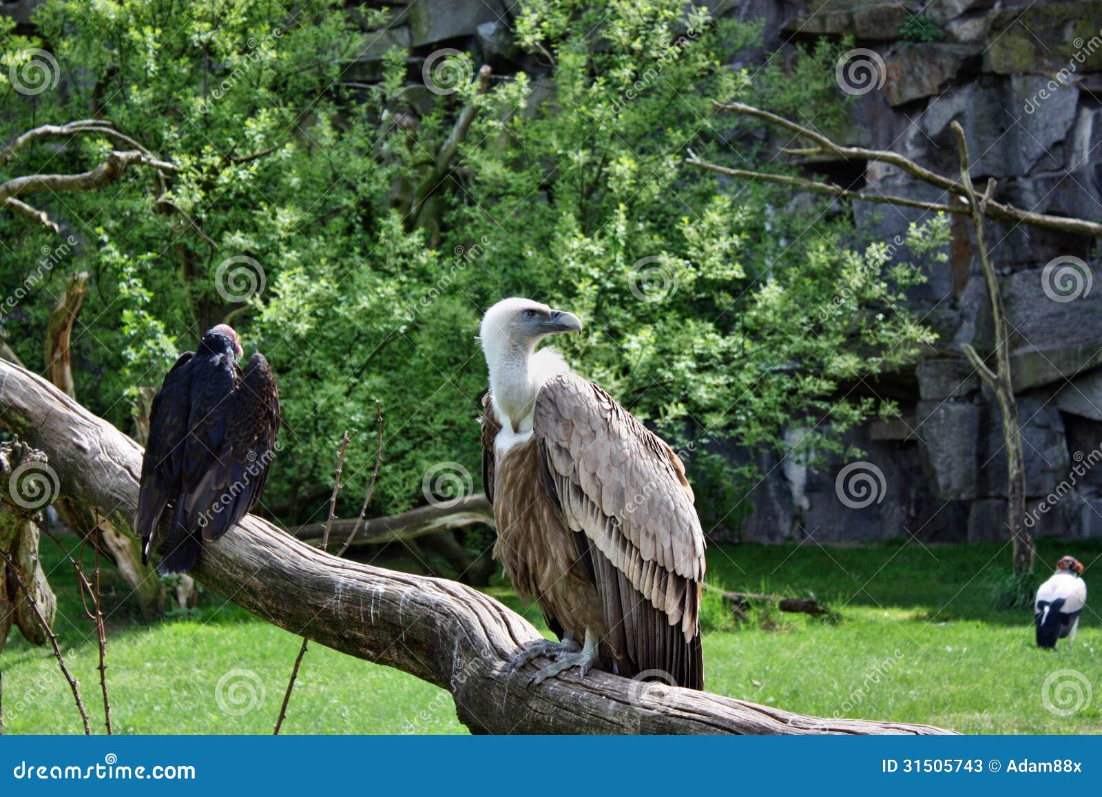 Vulture and condor stock image. Image of feather, animal - 31505743