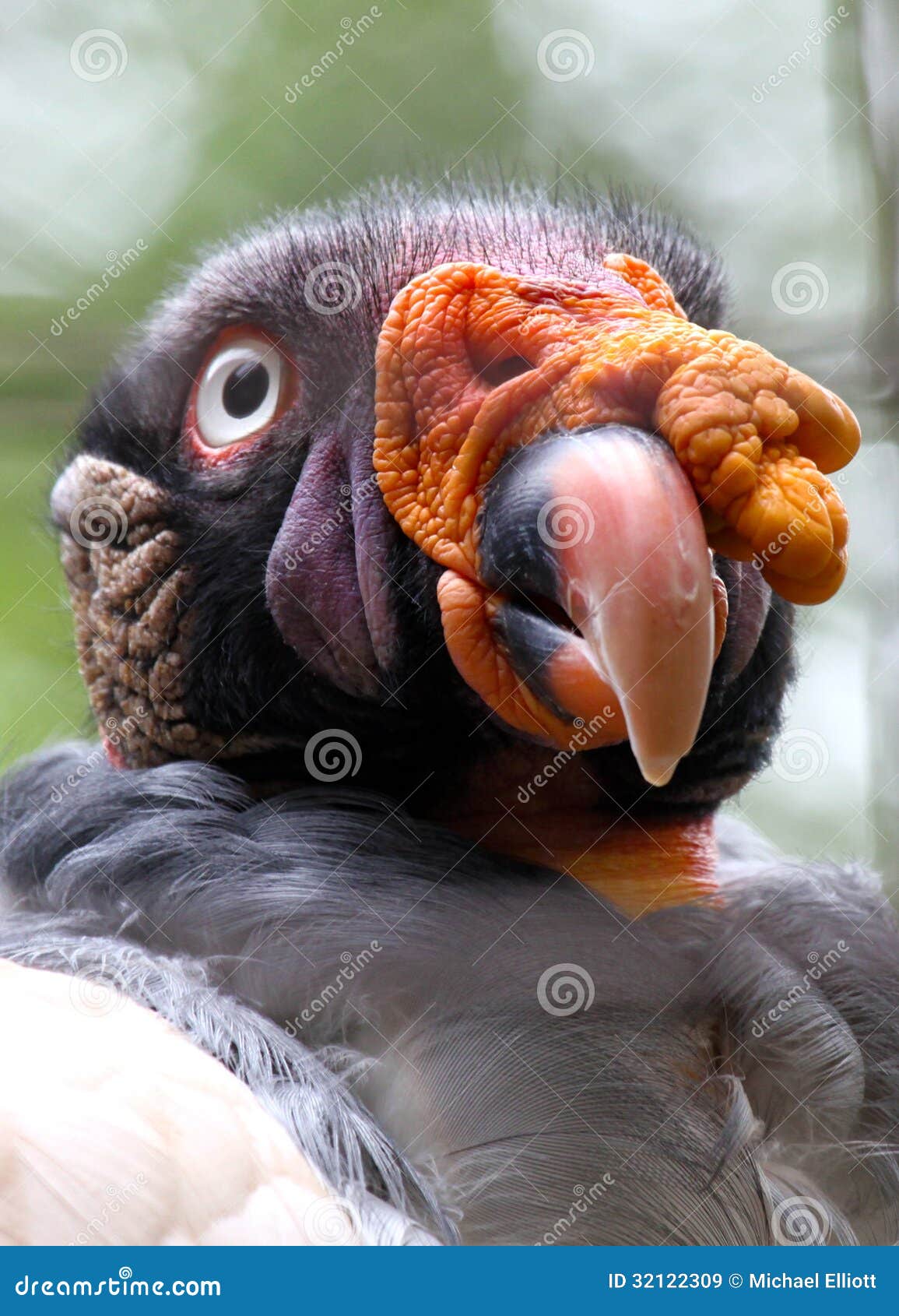 Vulture stock image. Image of black, detail, condor, bald - 32122309