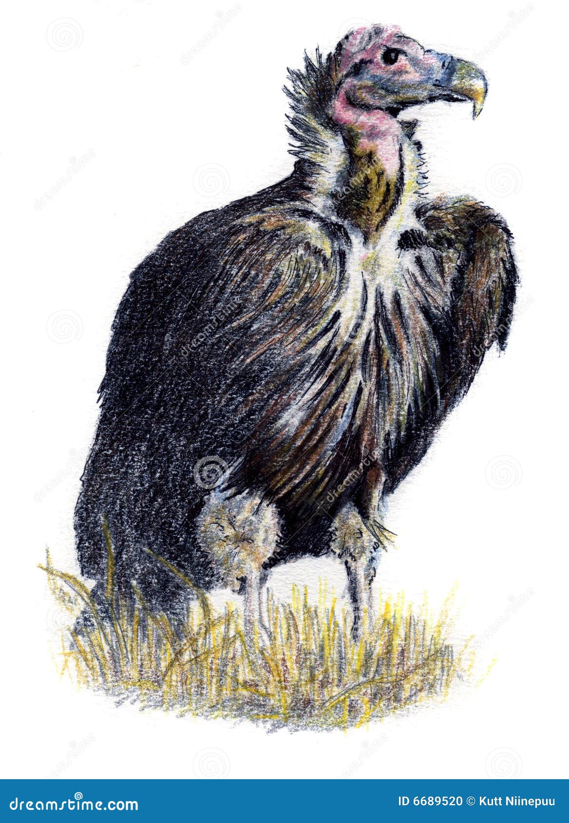 Vulture drawing stock illustration. Illustration of coloured - 6689520
