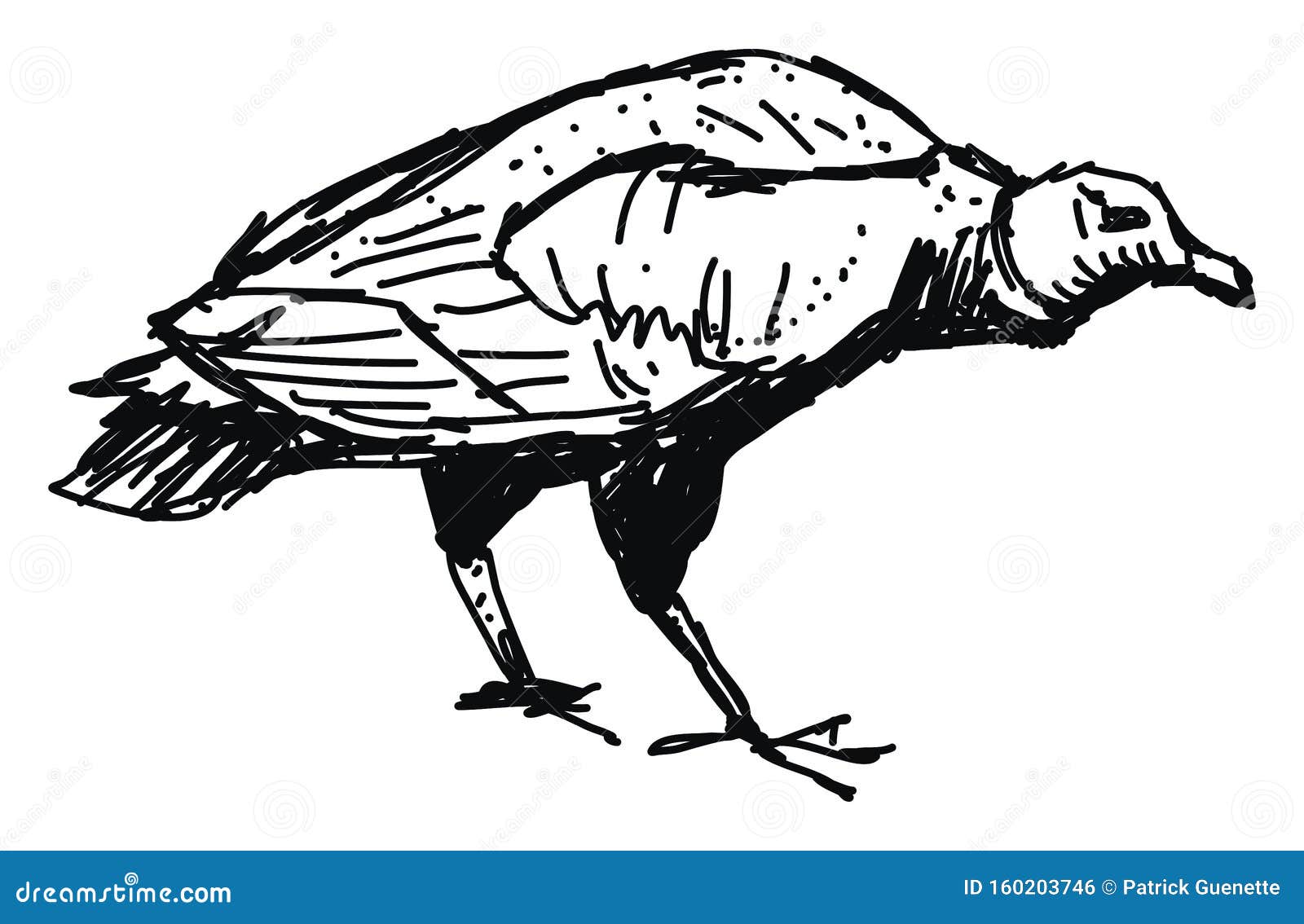 Vulture. Drawing Tutorial. Vector Illustration | CartoonDealer.com ...