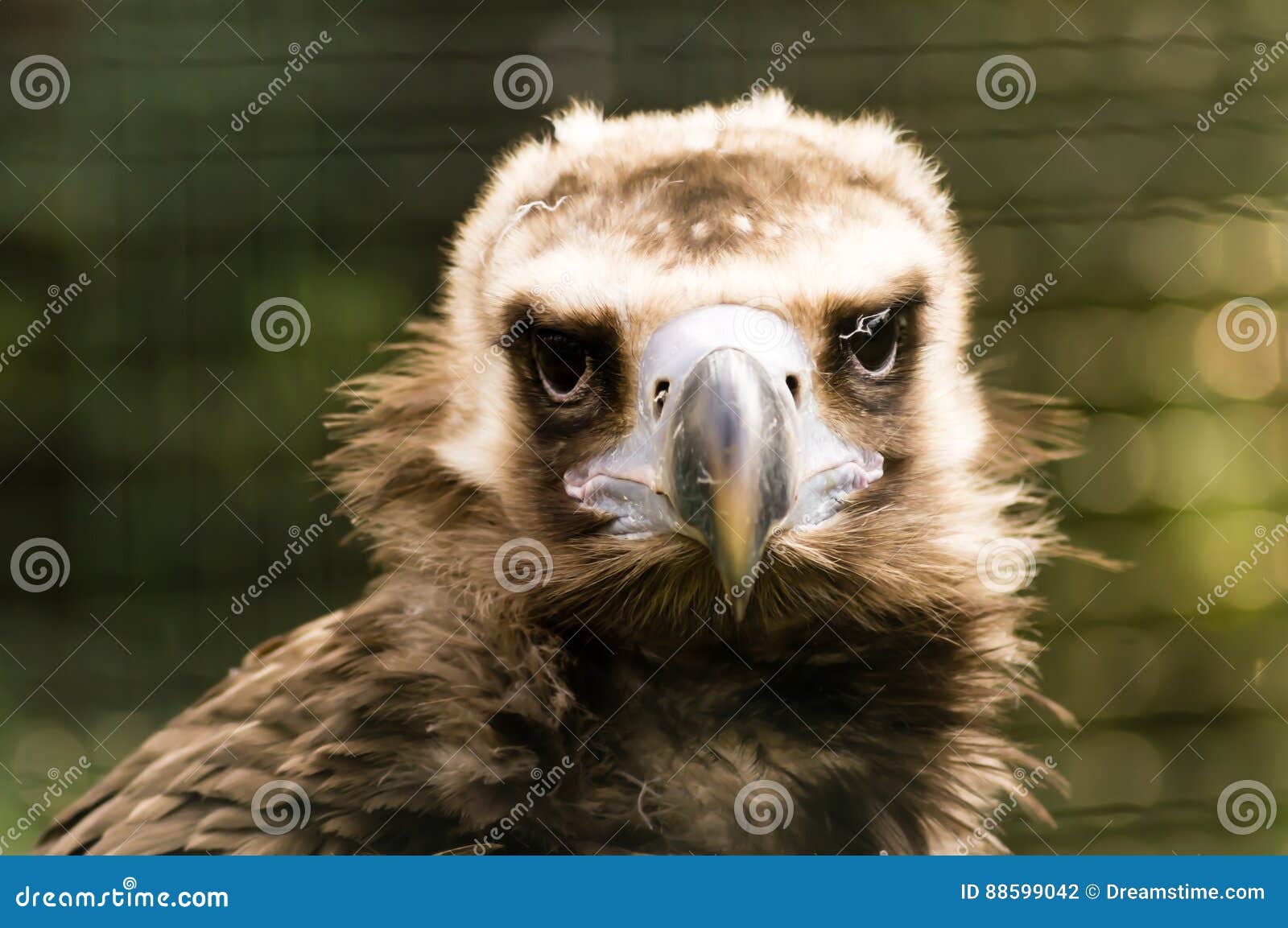 Vulture face stock photo. Image of claws, feather, danger - 88599042