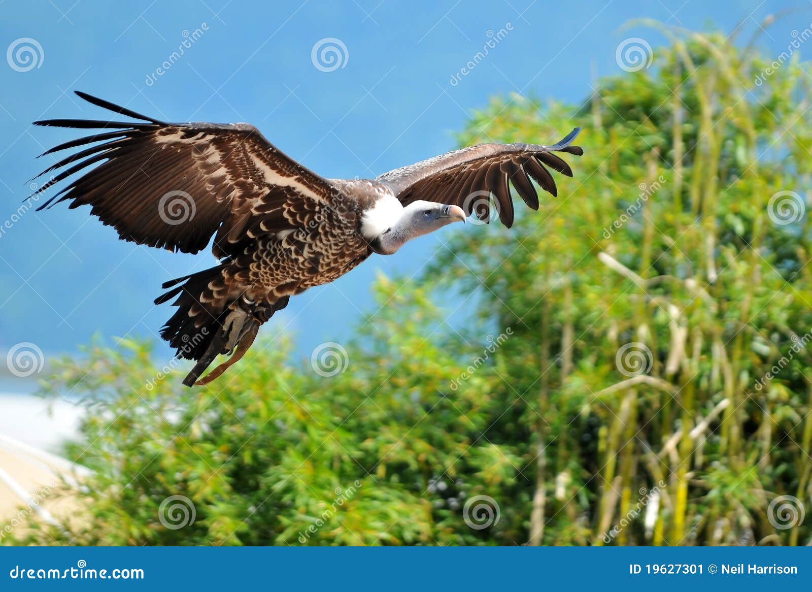 Vulture in flight stock image. Image of prey, nature - 19627301