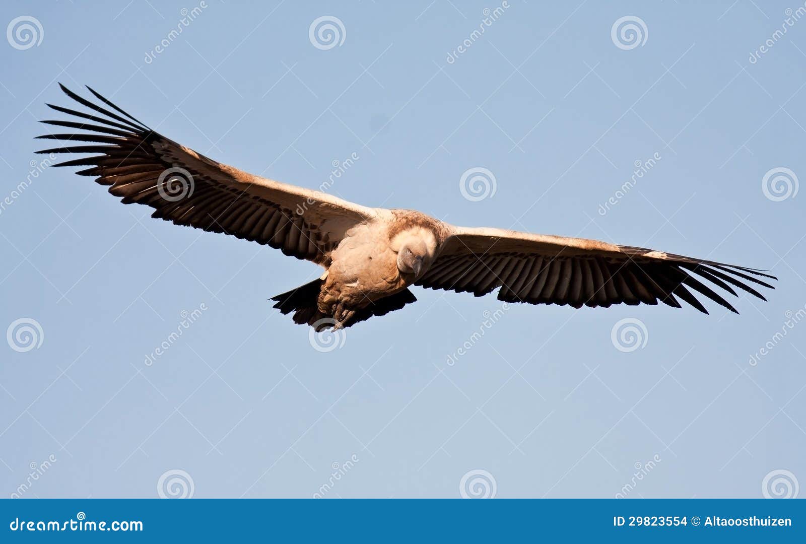 Vulture in Flight in Blue Sky Stock Photo - Image of animal, predator ...